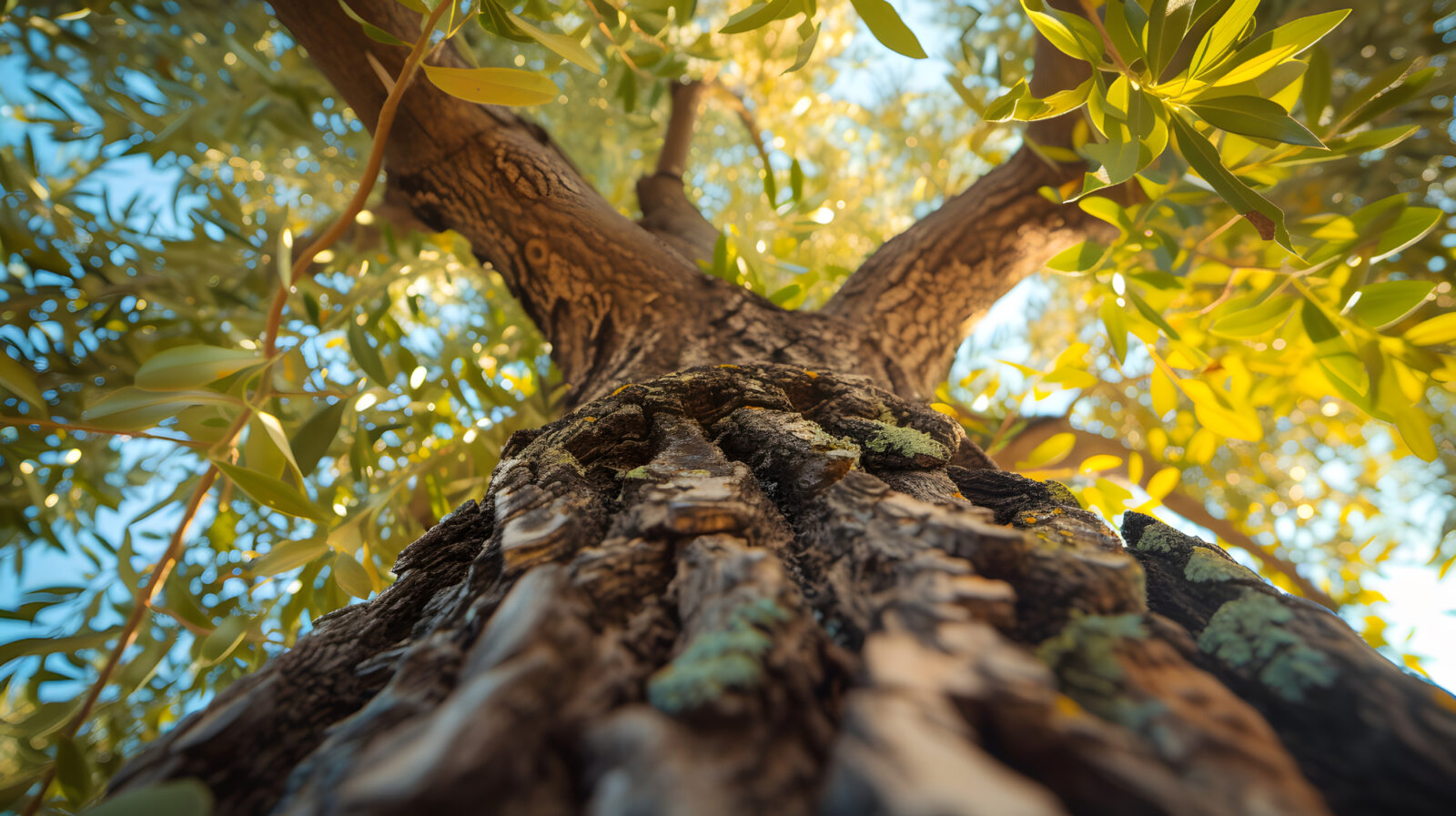 The Olive Tree: Symbol of Life, Faith and Resistance in the Holy Land ...
